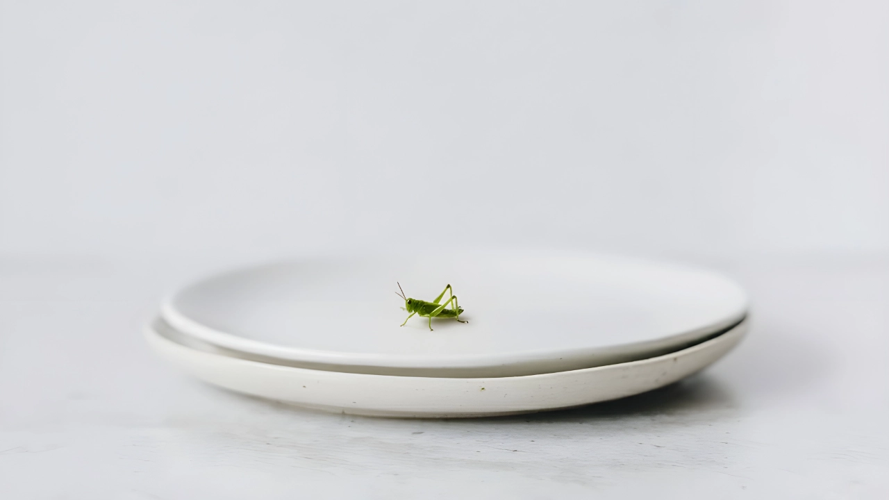 Should We Start Eating Insects? - C1 Lesson Plan | betterclass